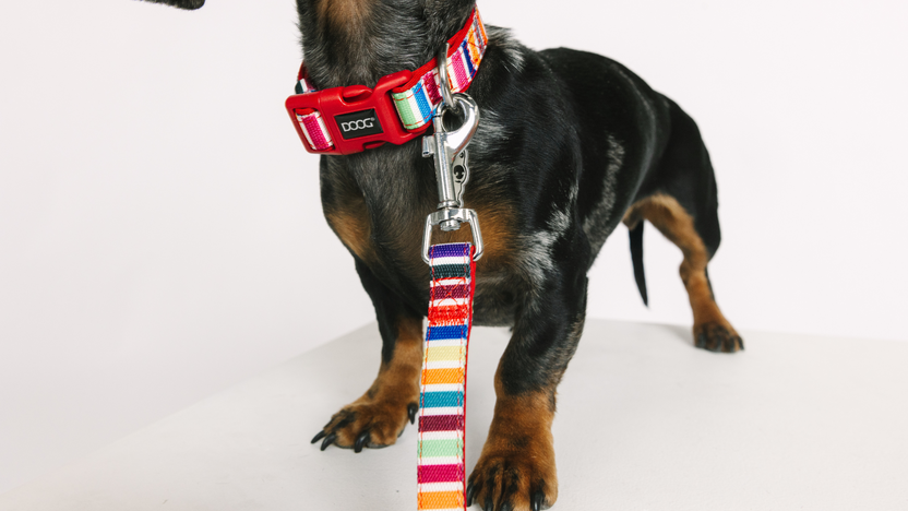 DOOG - Official US Site (Dog Owners Outdoor Gear) – DOOGUSA