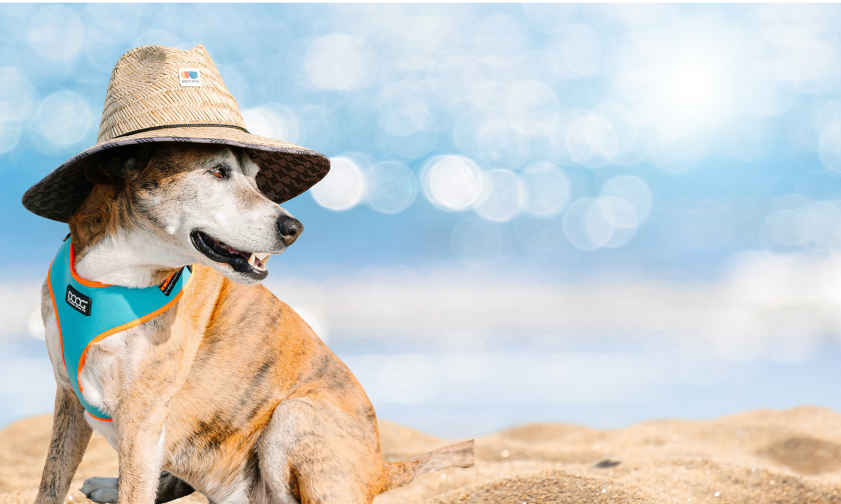 DOOG - Official US Site (Dog Owners Outdoor Gear) – DOOGUSA