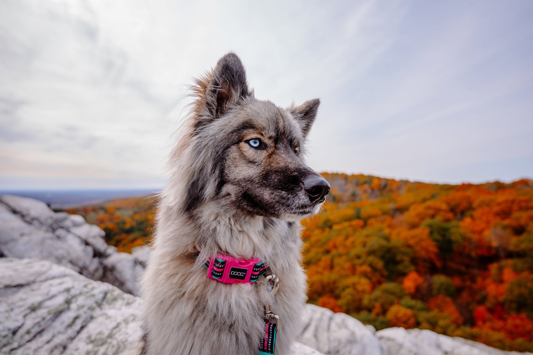 DOOG - Official US Site (Dog Owners Outdoor Gear) – DOOGUSA