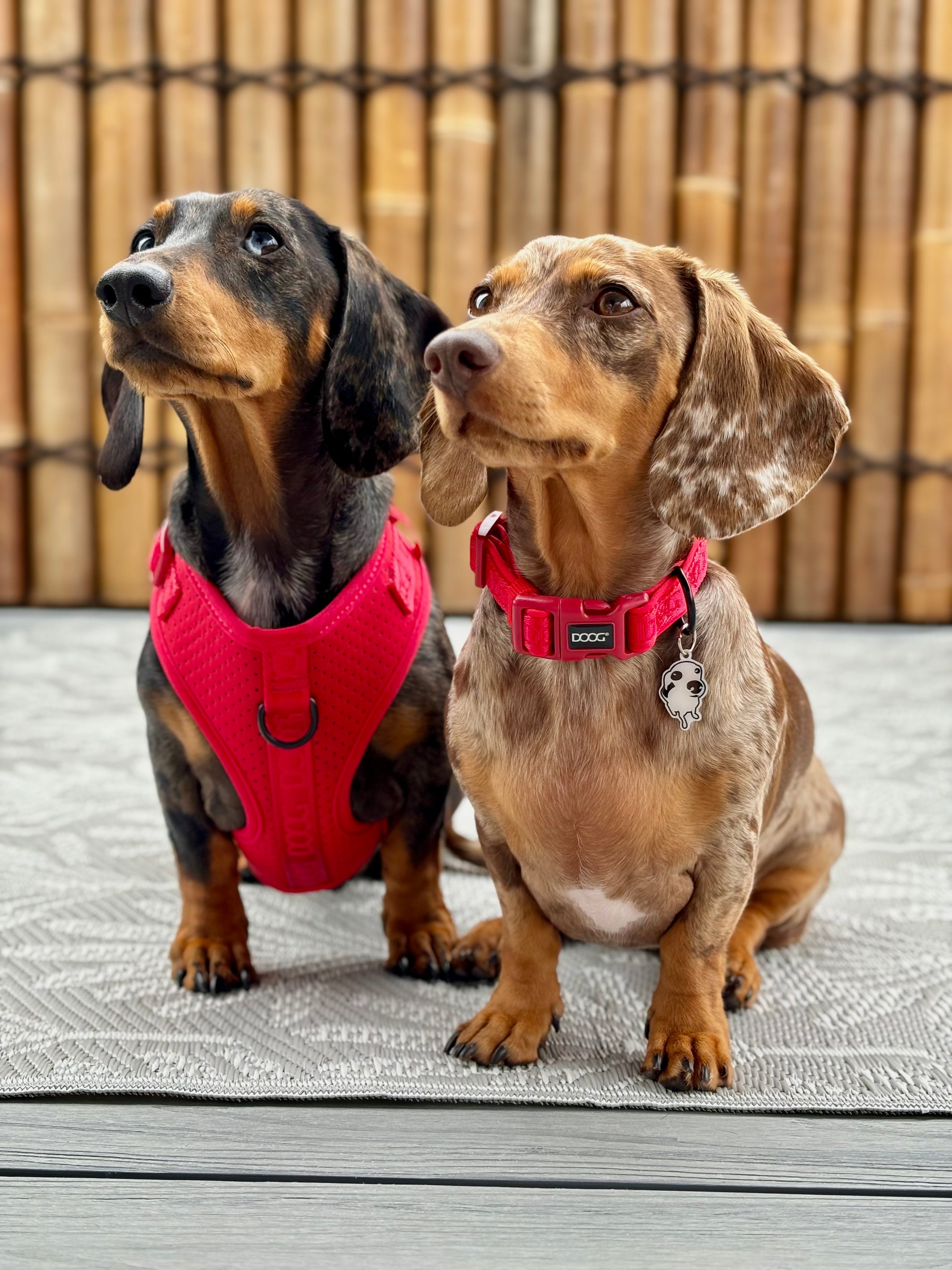 DOOG - Official US Site (Dog Owners Outdoor Gear) – DOOGUSA