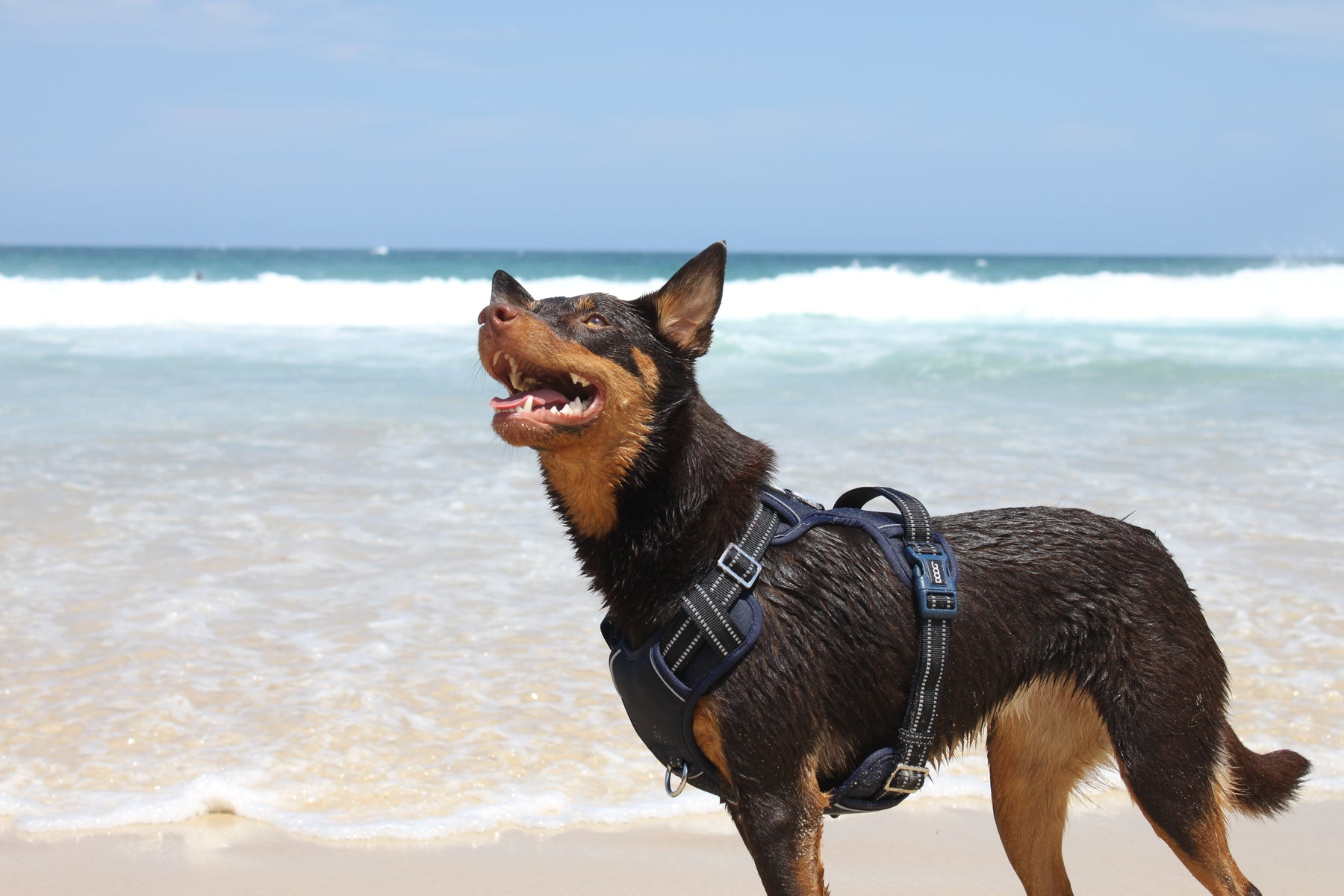 DOOG - Official US Site (Dog Owners Outdoor Gear) – DOOGUSA