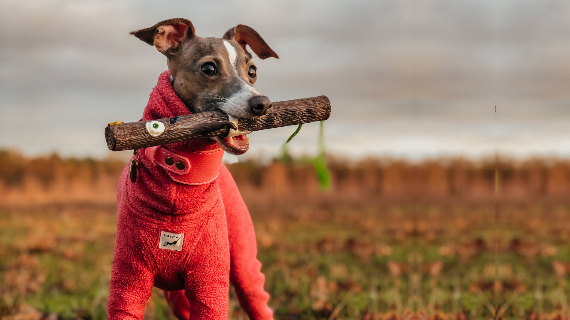 DOOG - Official US Site (Dog Owners Outdoor Gear) – DOOGUSA