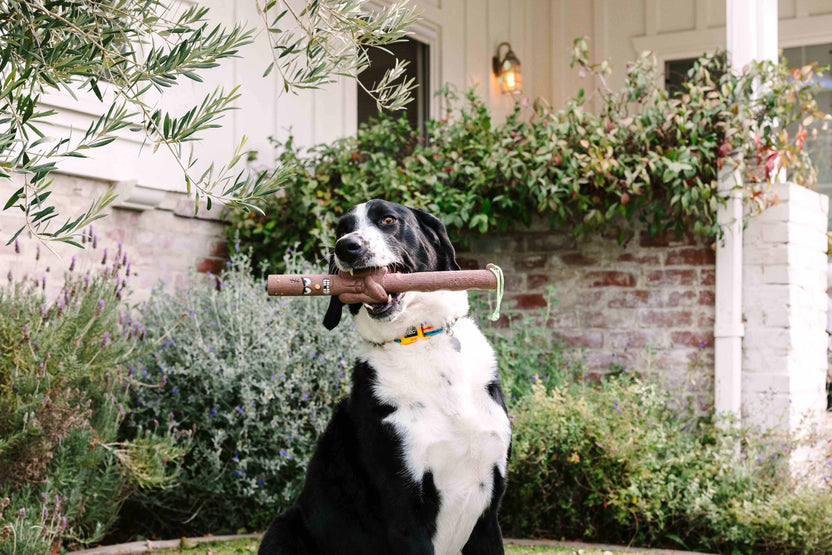 DOOG - Official US Site (Dog Owners Outdoor Gear) – DOOGUSA