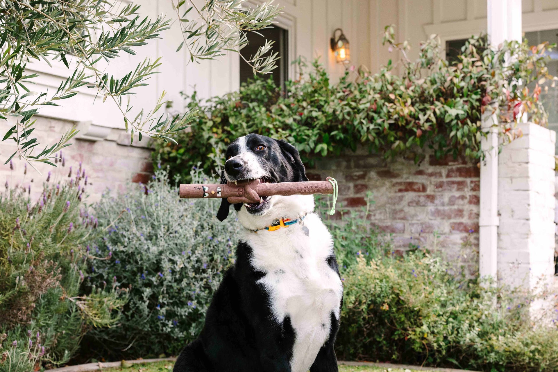 DOOG - Official US Site (Dog Owners Outdoor Gear) – DOOGUSA