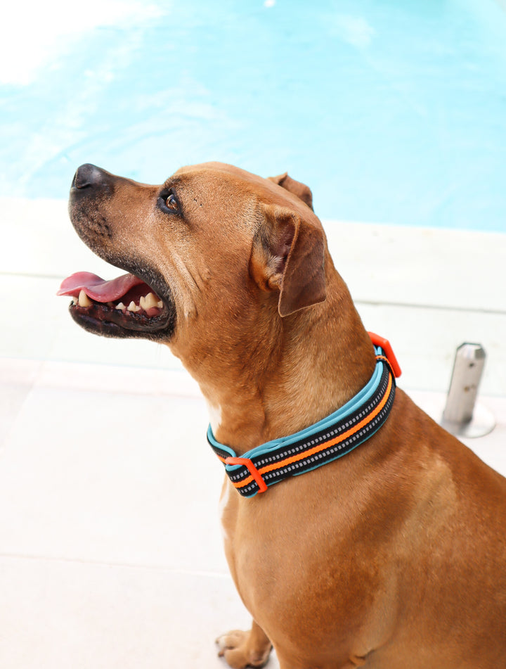 DOOG - Official US Site (Dog Owners Outdoor Gear) – DOOGUSA