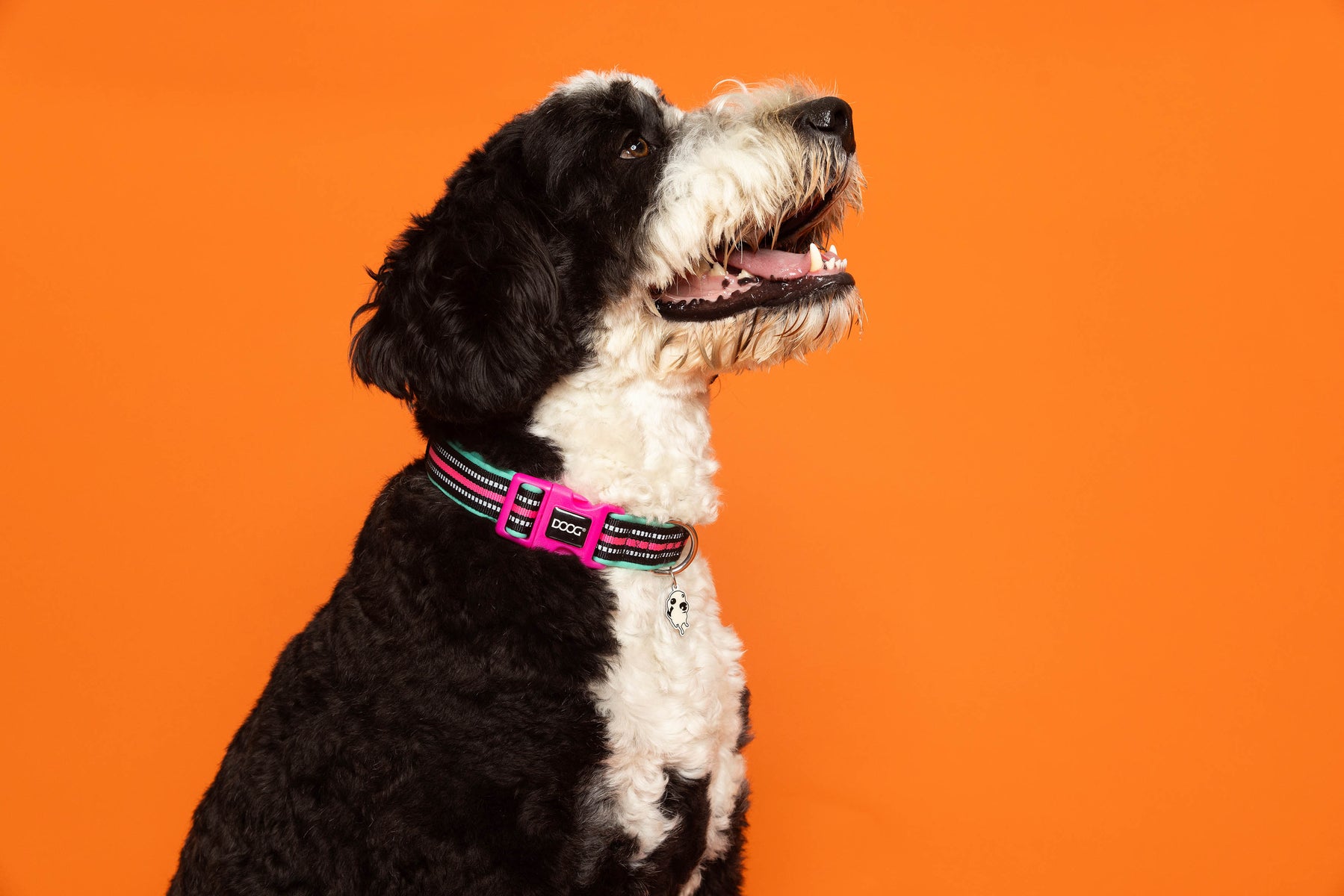 DOOG - Official US Site (Dog Owners Outdoor Gear) – DOOGUSA